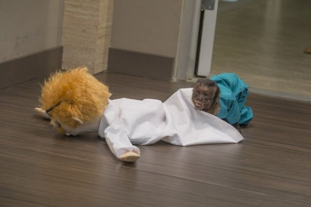 Animal Practice : Animal Practice : Fotos - 15 no 46 - AdoroCinema