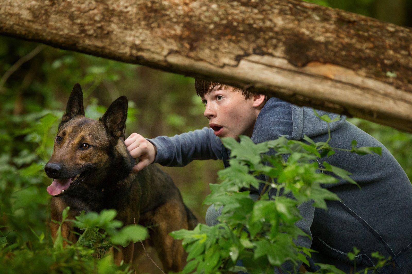 Foto do filme Max - O Cão Herói - Foto 27 de 34 - AdoroCinema