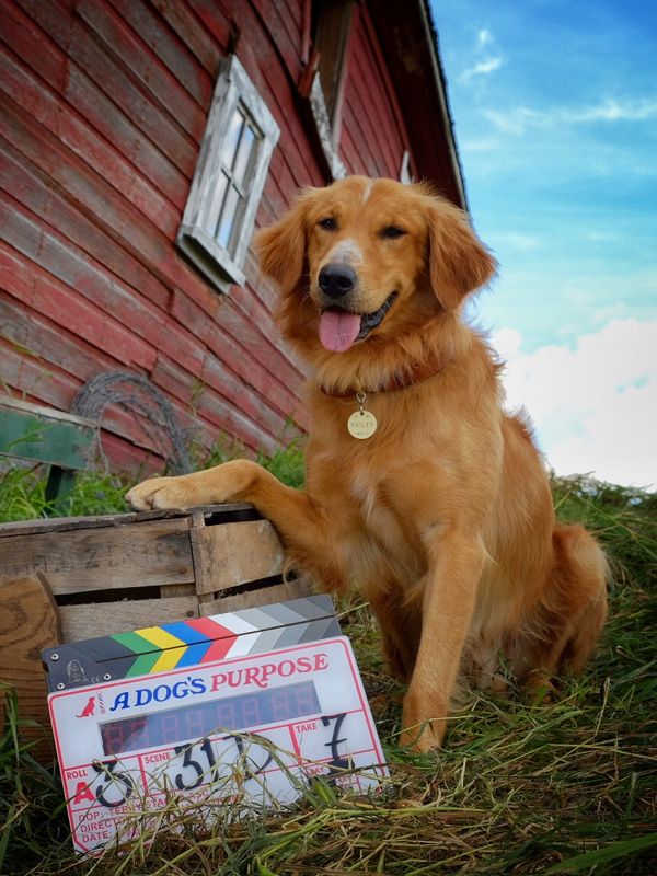 Pôster do filme Quatro Vidas de um Cachorro - Foto 32 de 32 - AdoroCinema