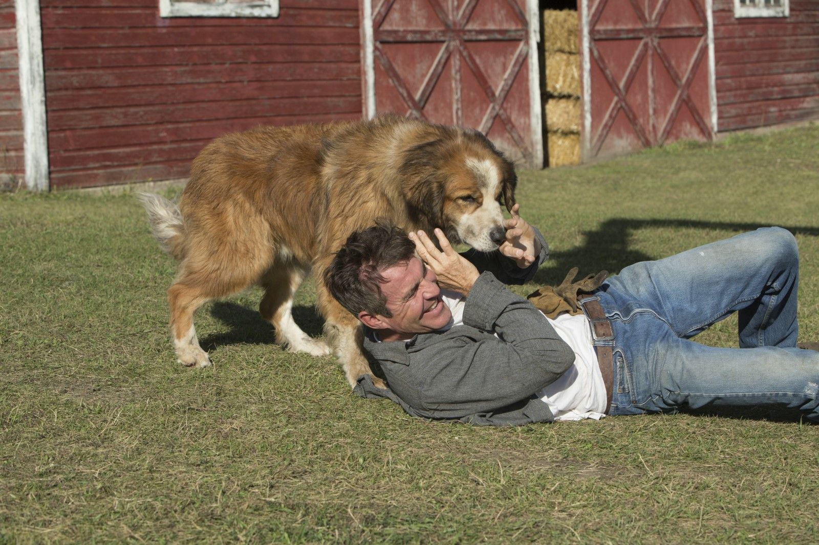 Foto do filme Quatro Vidas de um Cachorro - Foto 24 de 32 - AdoroCinema