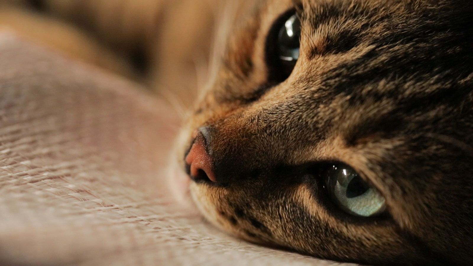 Foto do filme Gatos - Foto 6 de 20 - AdoroCinema