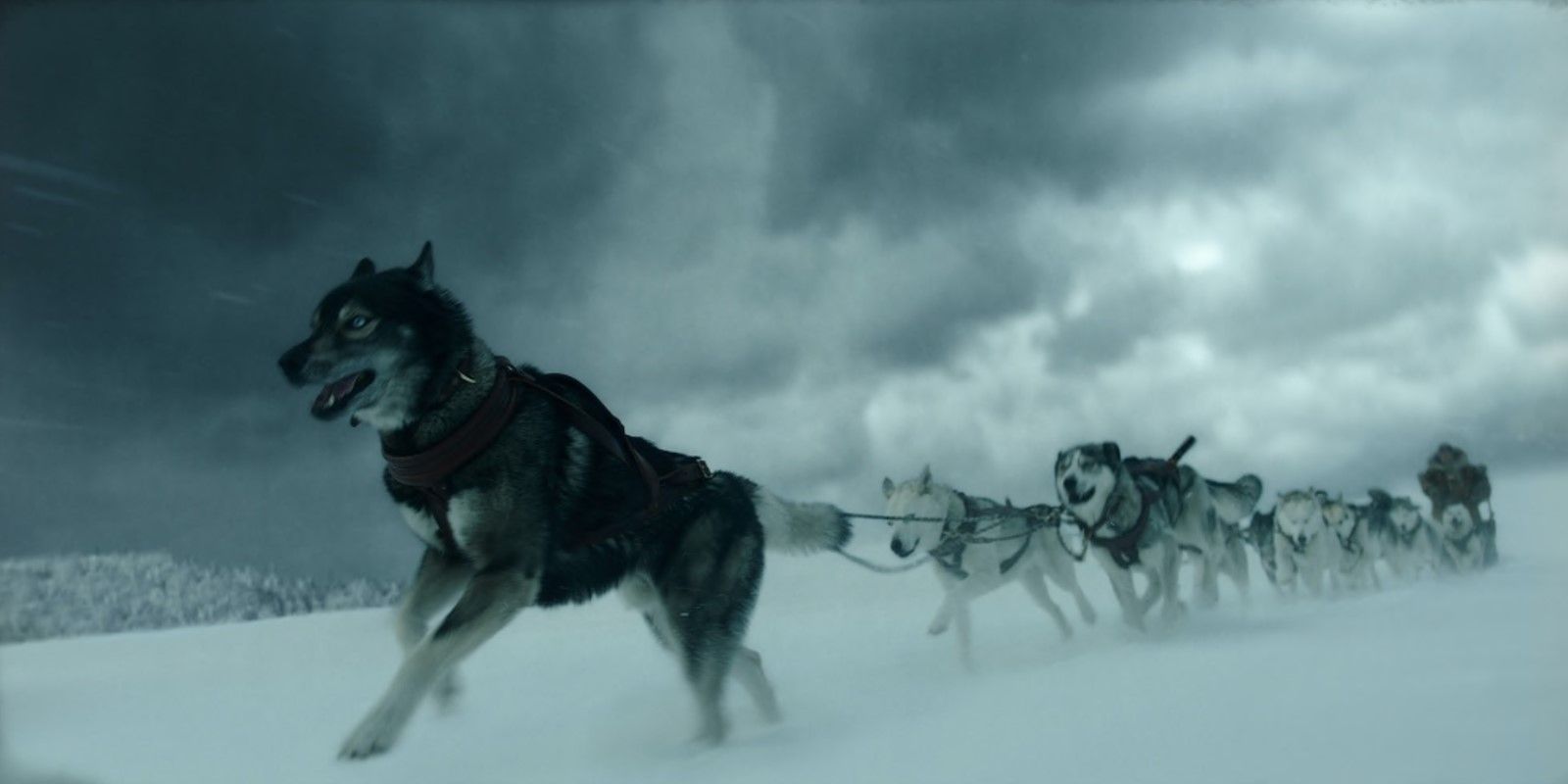 Foto do filme Togo - Foto 2 de 15 - AdoroCinema