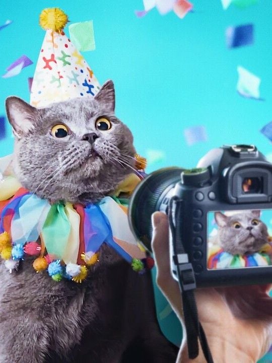 Pet Stars 1ª temporada - AdoroCinema