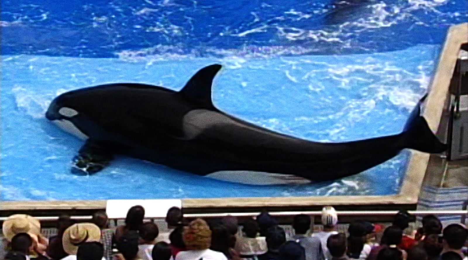 Foto do filme Blackfish - Fúria Animal - Foto 9 de 13 - AdoroCinema