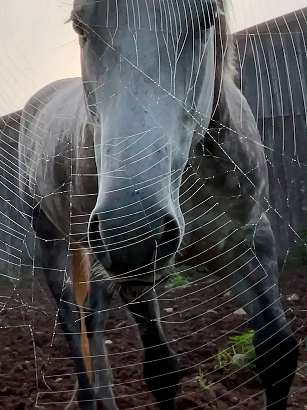 Pôster do filme Horse Opera - Foto 9 de 9 - AdoroCinema