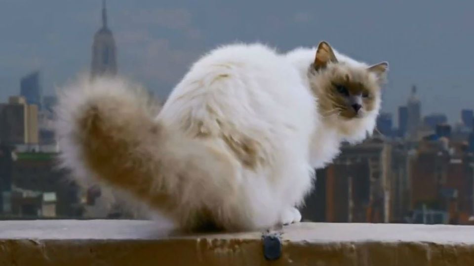 Animal Practice 1ª Temporada Trailer Original - Trailer Animal Practice ...