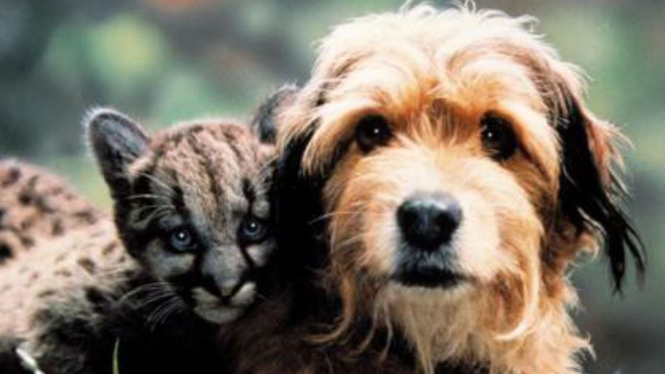 Trailer do filme Benji - Um Cão Desafia a Selva - Benji - Um Cão ...