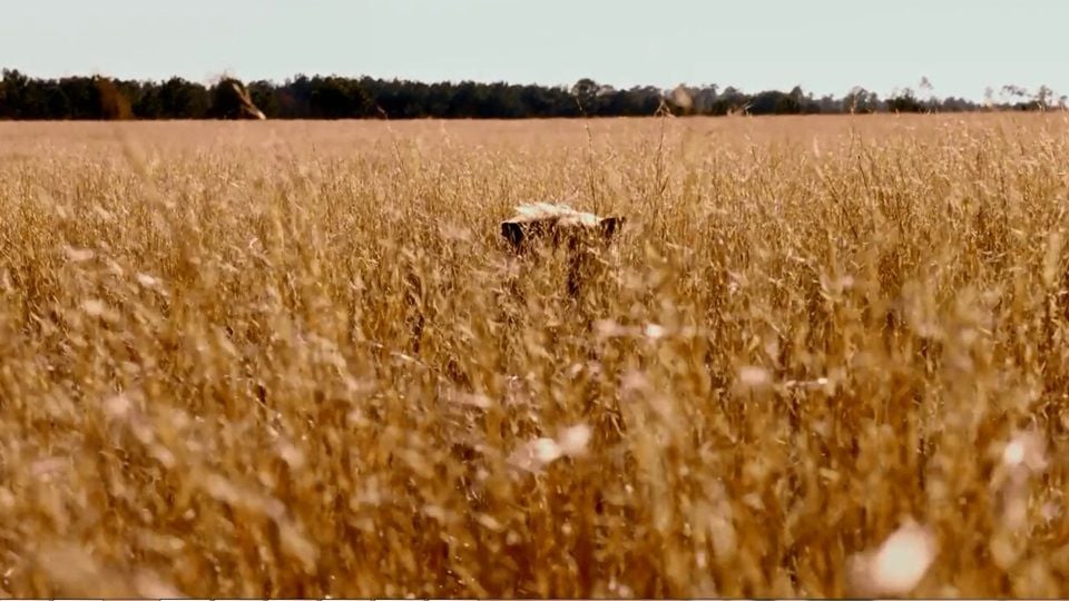 Zoo 1ª Temporada Trailer (1) Original - Trailer Zoo T01 - AdoroCinema