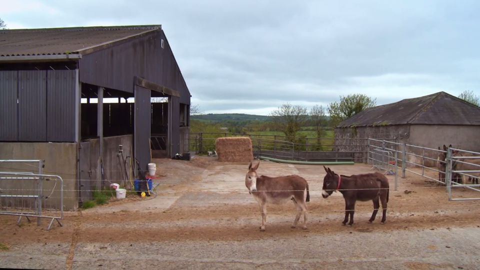 Trailer do filme Do Donkeys Act? - Do Donkeys Act? Trailer Original ...