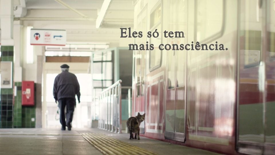 Trailer do filme Gatos - Gatos Trailer Legendado - AdoroCinema