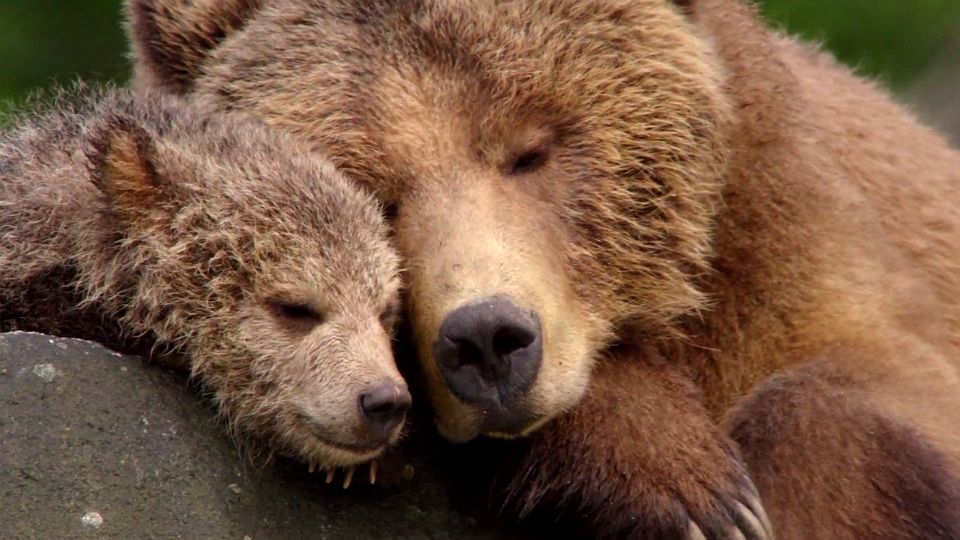 Trailer do filme Ursos - Bears Trailer Original - AdoroCinema