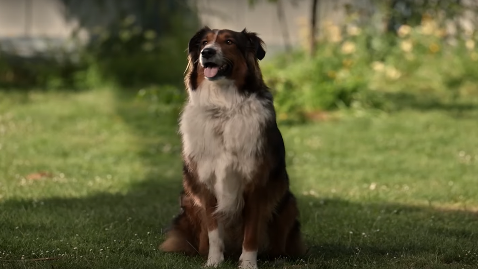 Trailer do filme O Resgate de Ruby - O Resgate de Ruby Trailer Original ...